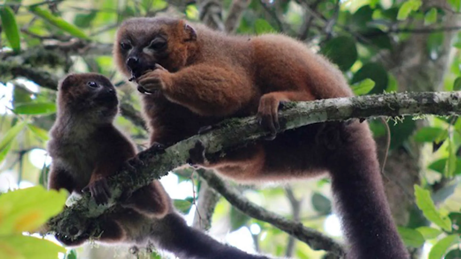 NY Consortium in Evolutionary Primatology | Hunter College